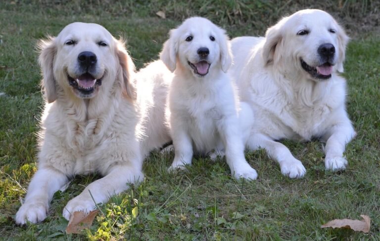 Are Golden Retrievers Smart? A Breed Known for Their Intelligence